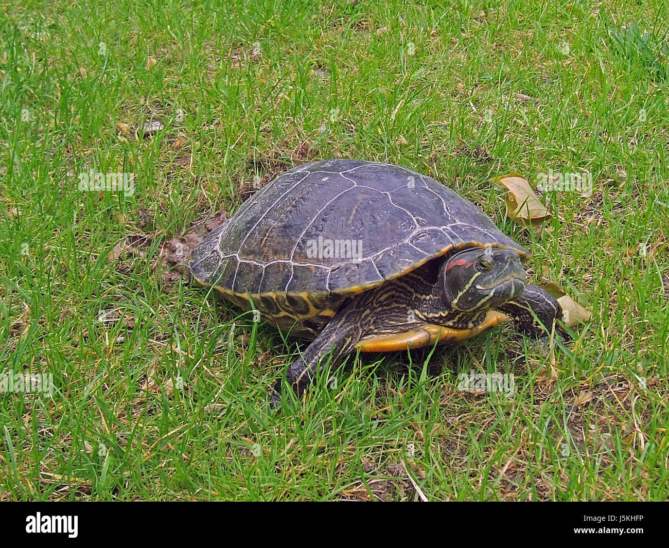 Schildkrtepanzer hi-res stock photography and images - Alamy