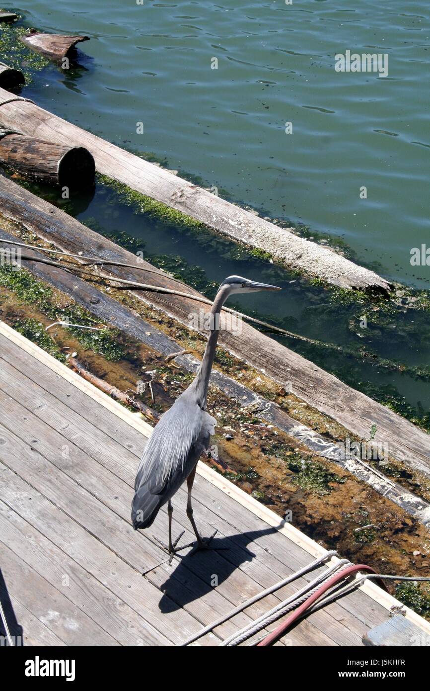 travel holiday vacation holidays vacations bird birds usa sightseeing ...