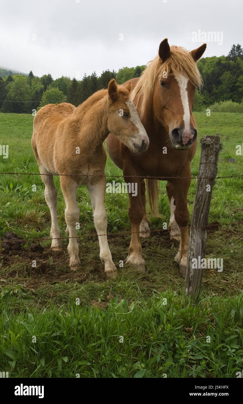 Mutterpferd hi-res stock photography and images - Alamy