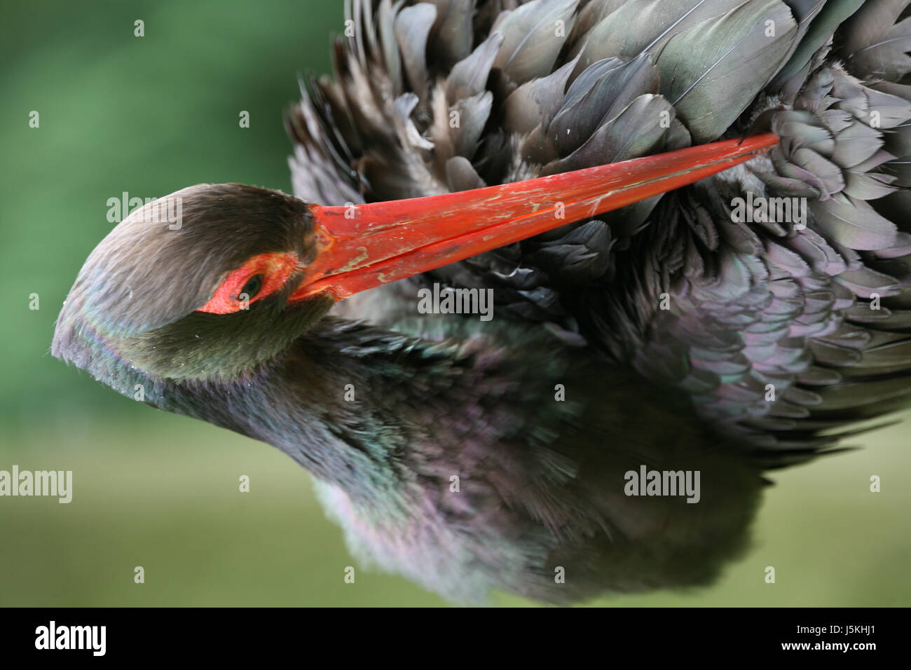 animal bird wild black swarthy jetblack deep black birds beak care ...