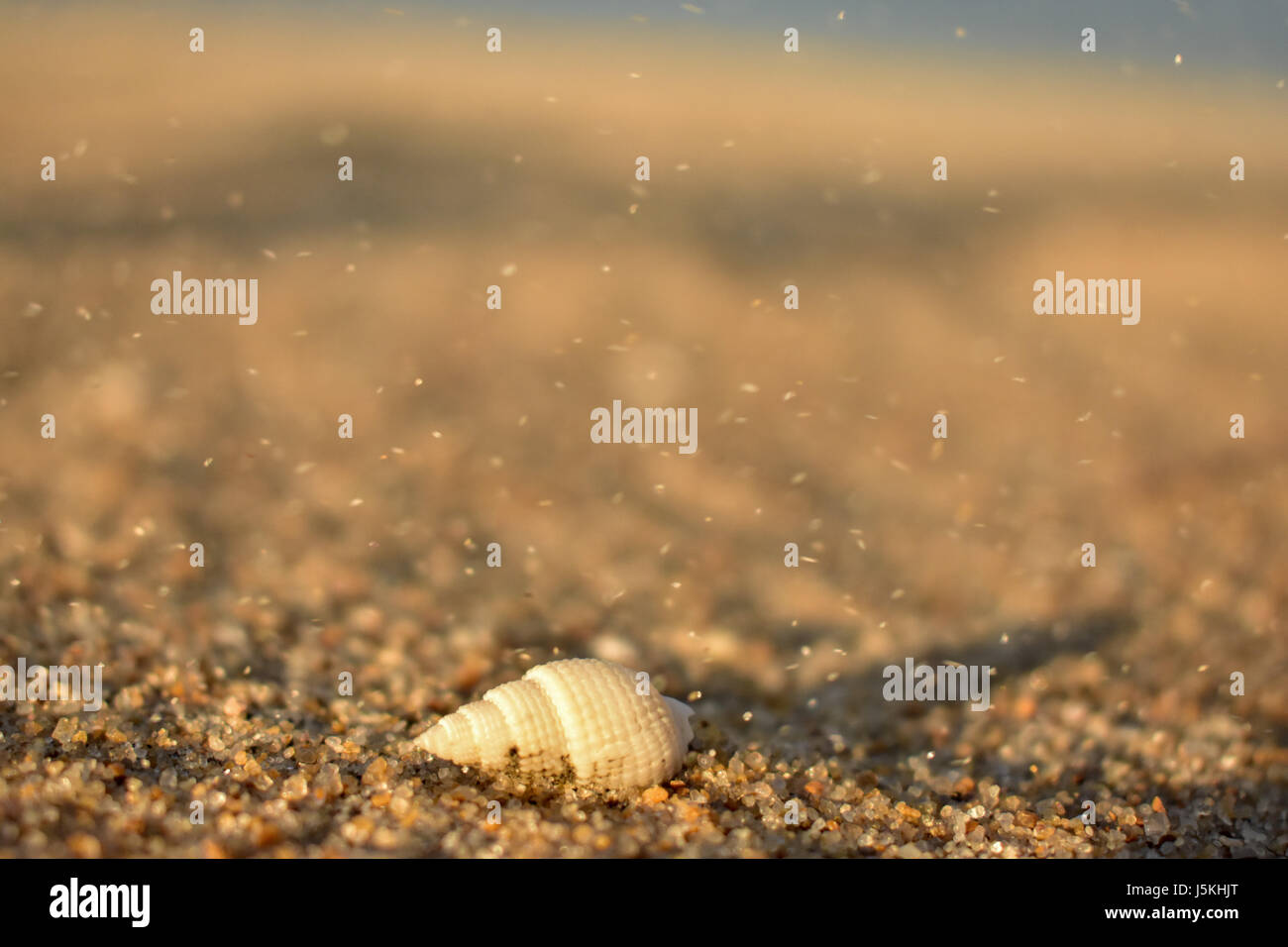 Conch shell sandy beach hi-res stock photography and images - Alamy