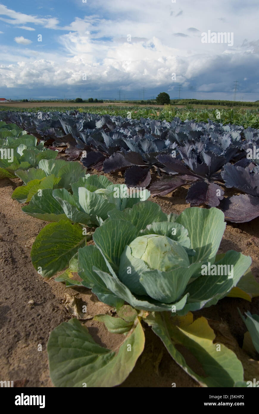 white cabbage field Stock Photo - Alamy