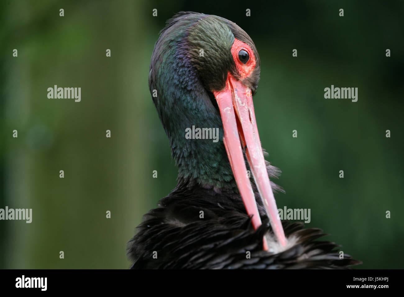 animal bird wild black swarthy jetblack deep black birds beak care ...