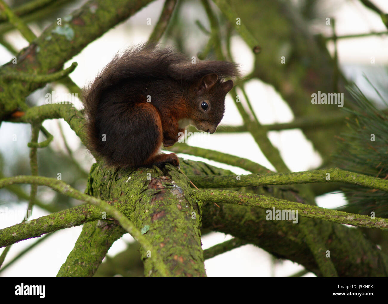 animals rodent creature rise climb climbing ascend uphill tread clamber ...