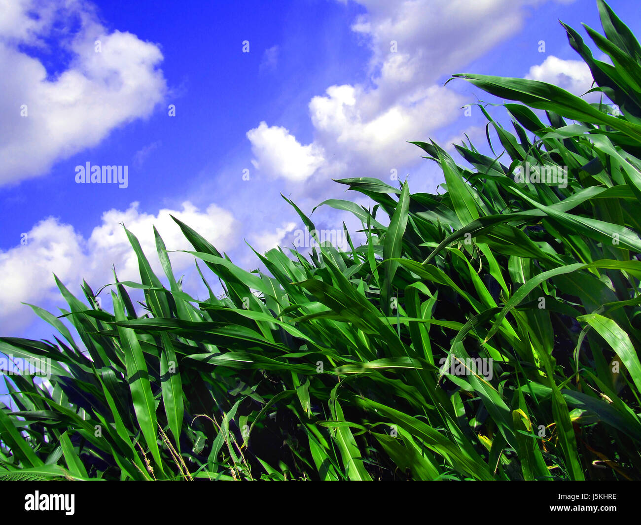 agriculture farming summer summerly cultivation corn growth grow fodder ...