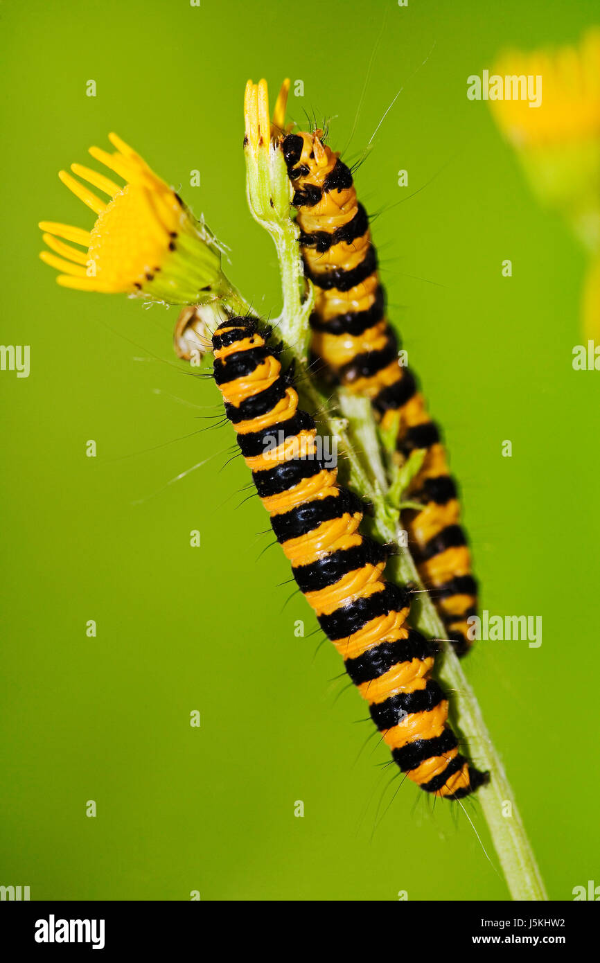 flower plant green black swarthy jetblack deep black striated ...