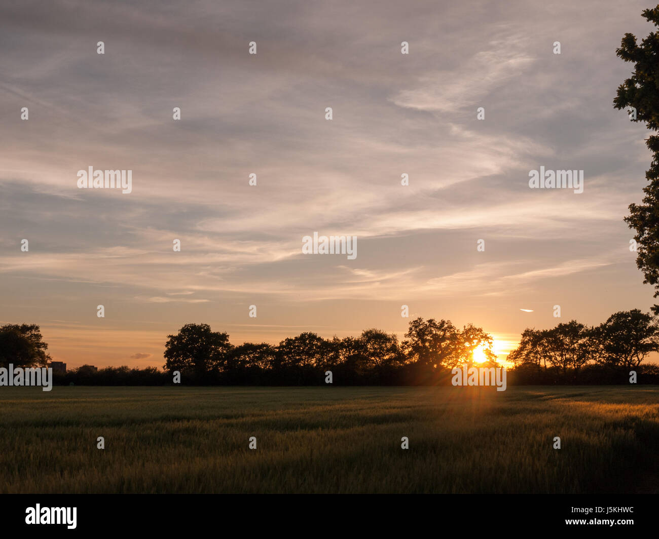 a sunset scene outside in a farm field of green crop and a golden hue ...