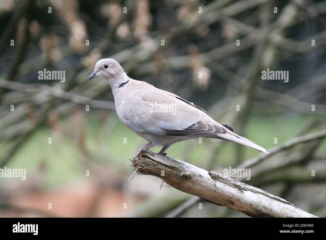 Plain of the dove hi-res stock photography and images - Alamy