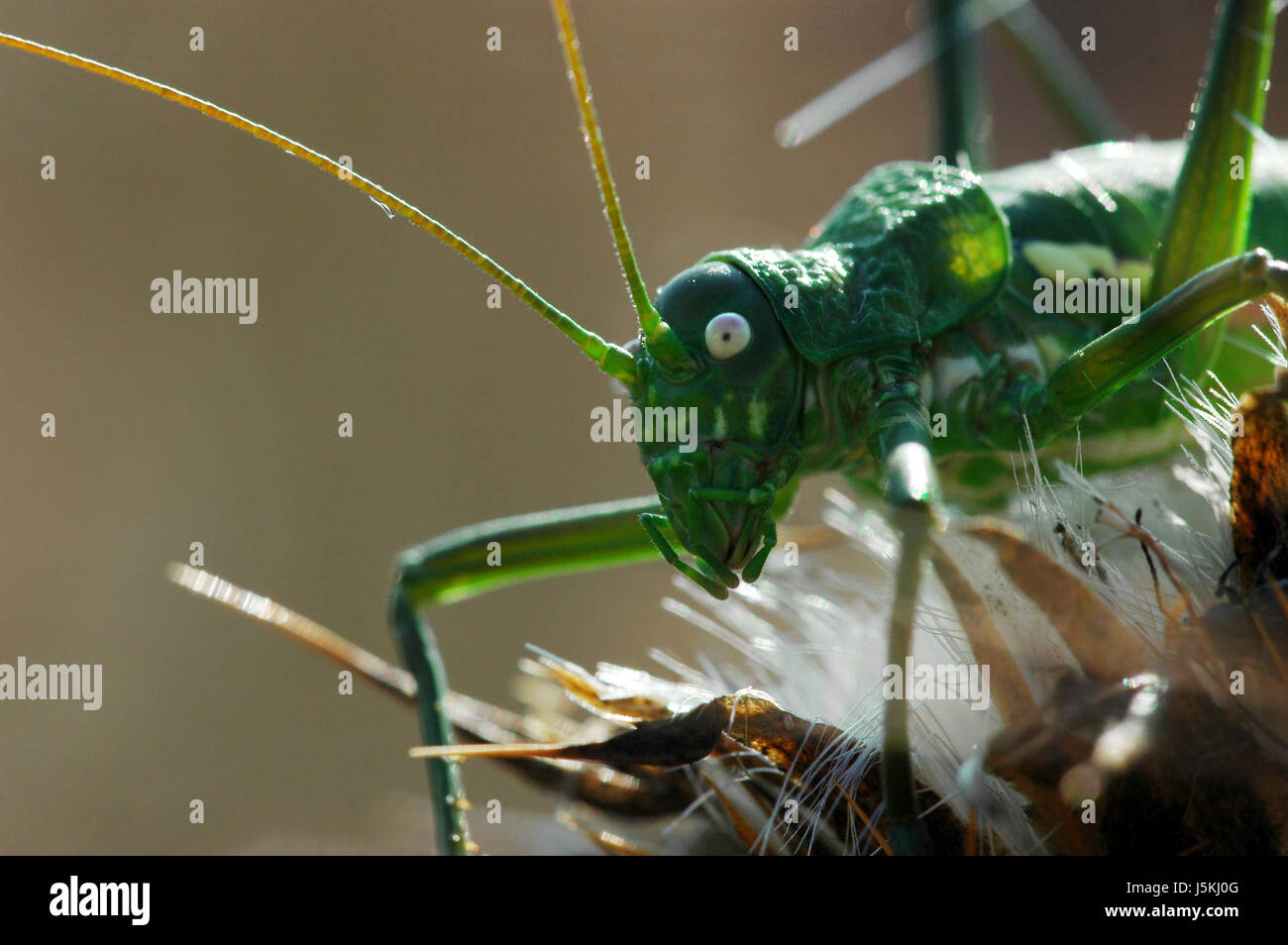 Primeval insect hi-res stock photography and images - Alamy