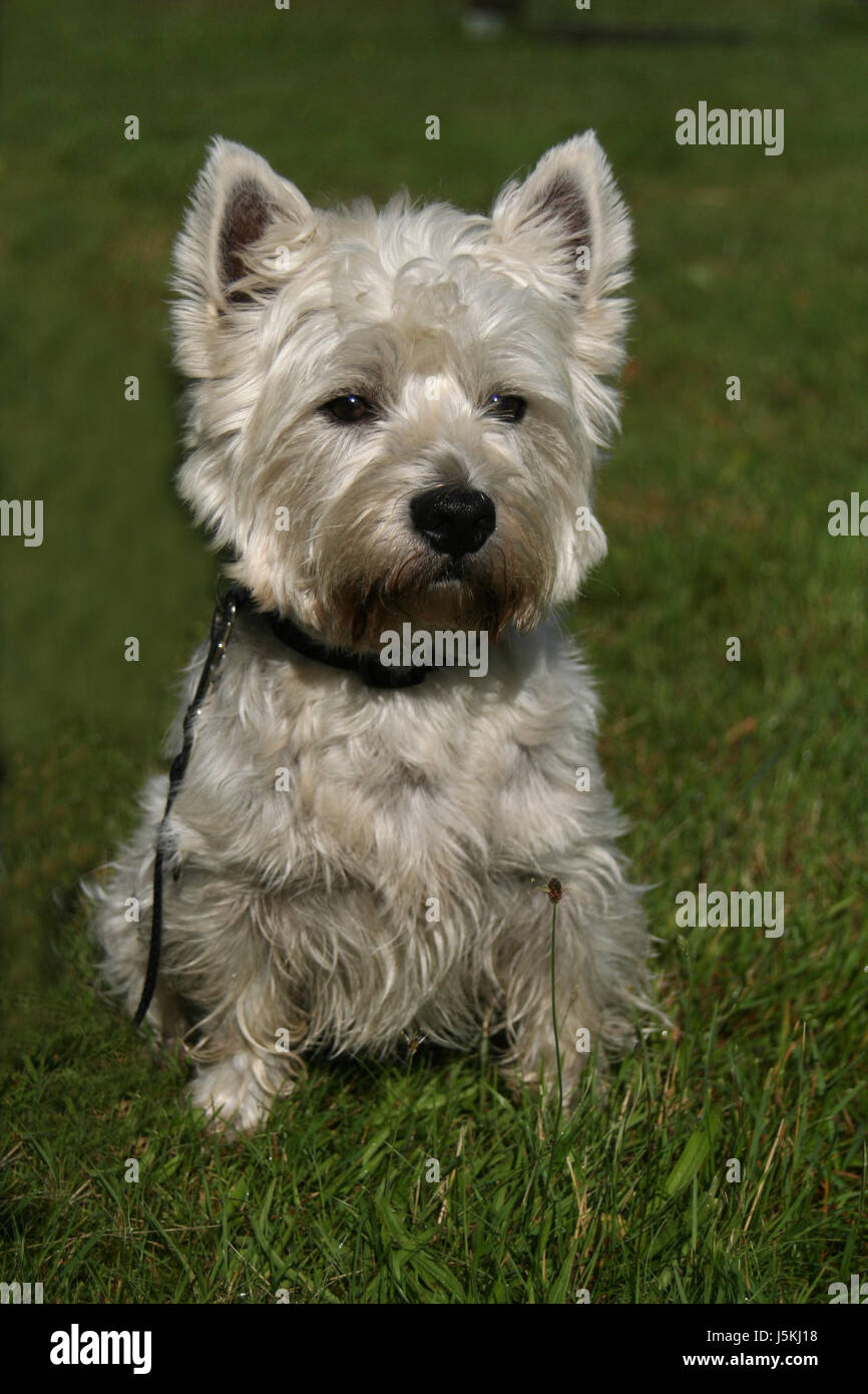 pet soft look glancing see view looking peeking looking at dog bright ...