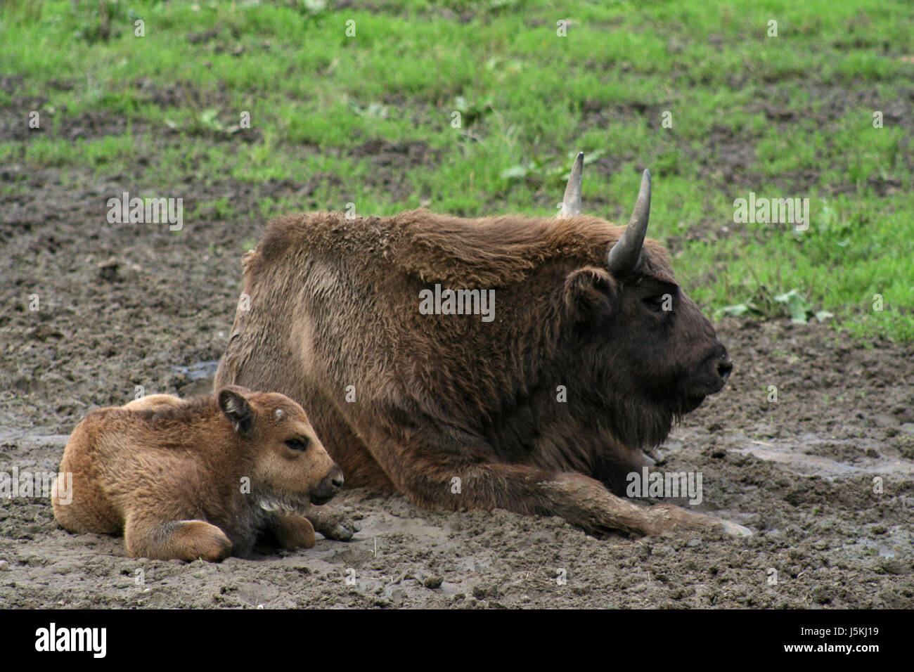 bison father with child Stock Photo - Alamy