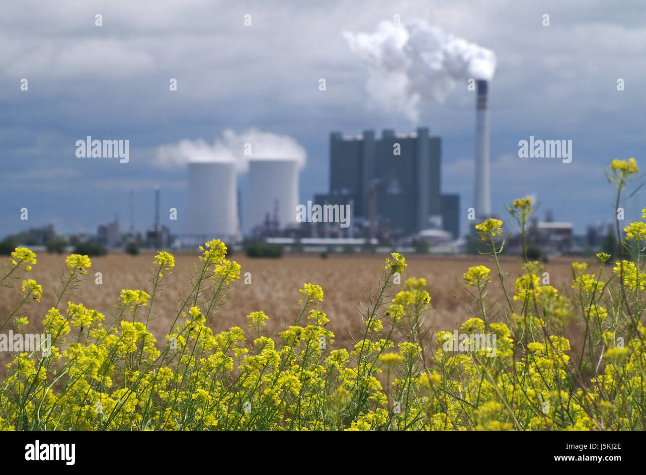 environment enviroment industry flower plant bloom blossom flourish ...