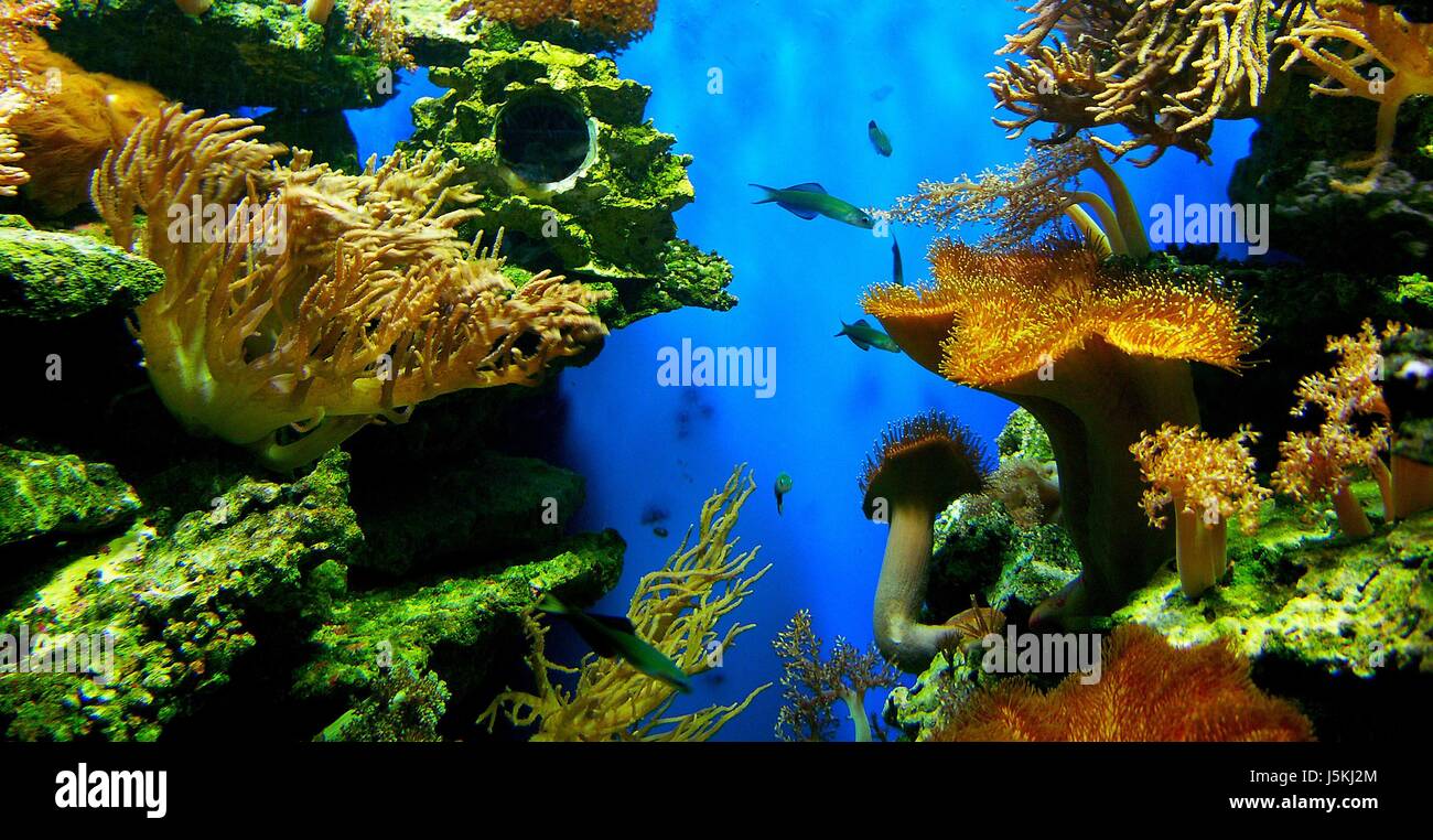 aquarium pisces atoll colour salt water sea ocean water colors colours ...