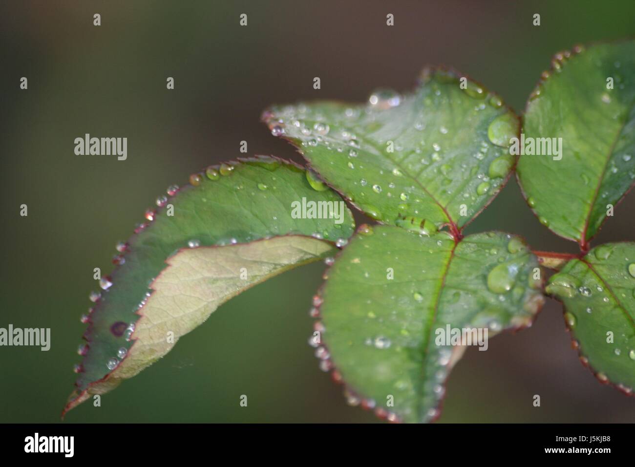 Rosenzweig hi-res stock photography and images - Alamy