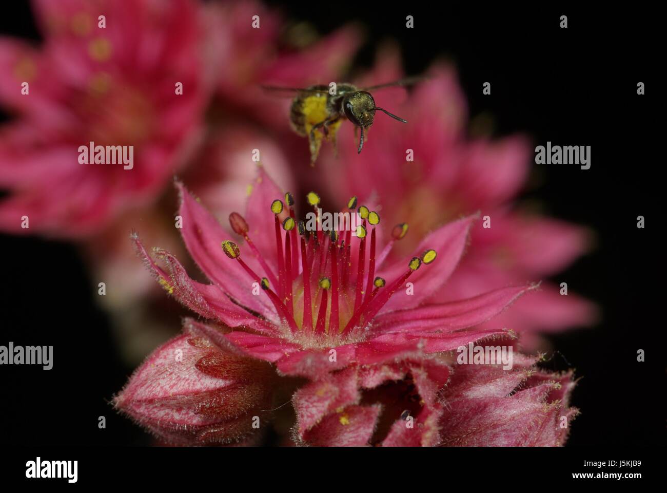 Shaggy bloom hi-res stock photography and images - Alamy
