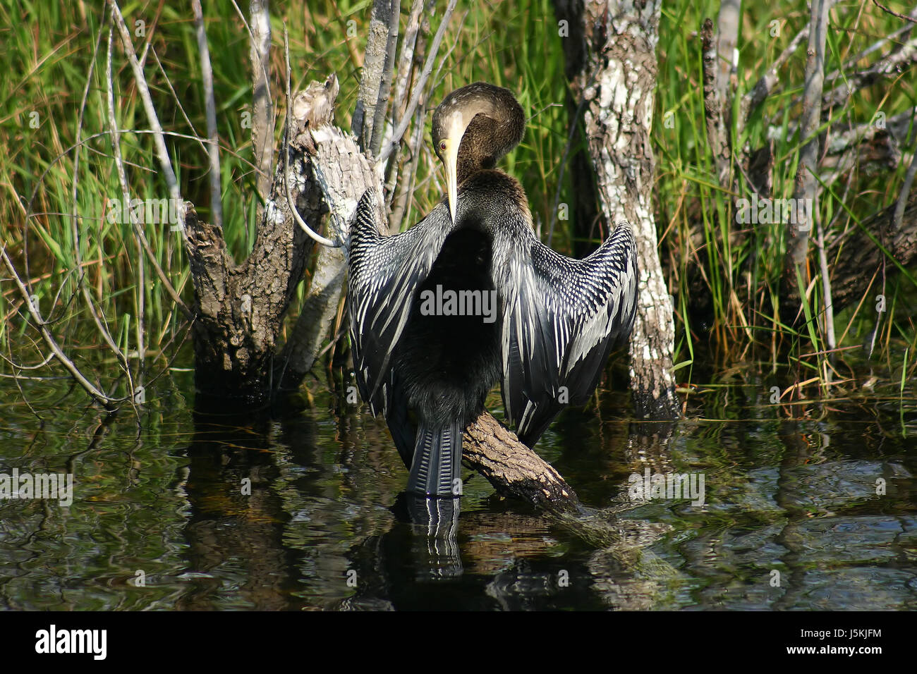 tree trees waters plant bird national park swamp birds usa stream ...