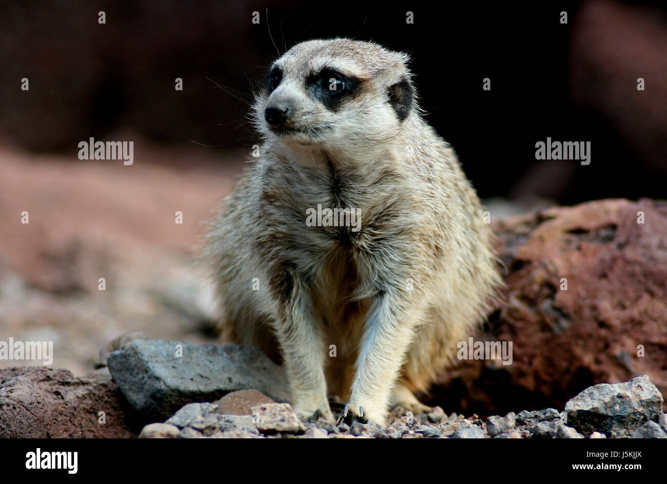 animal brown brownish brunette curious nosey nosy zoo skin small tiny ...