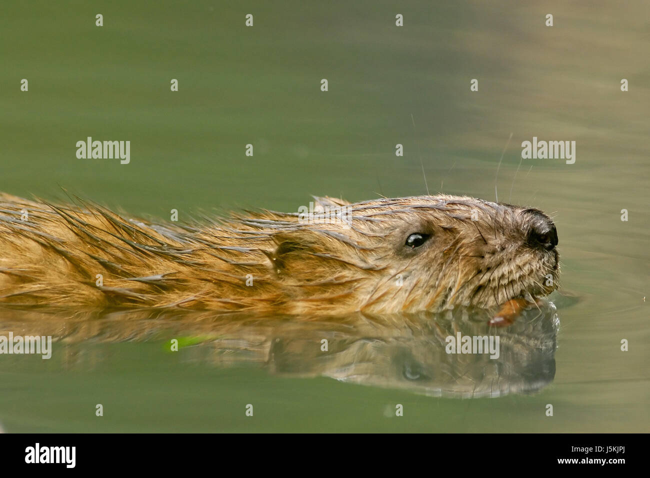 Muskrat profile hi-res stock photography and images - Alamy