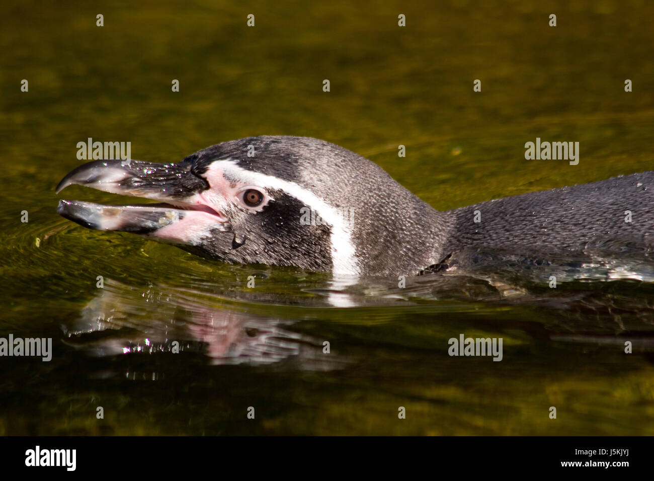 penguin south america swimming swiming swim swims to do the crawl ...