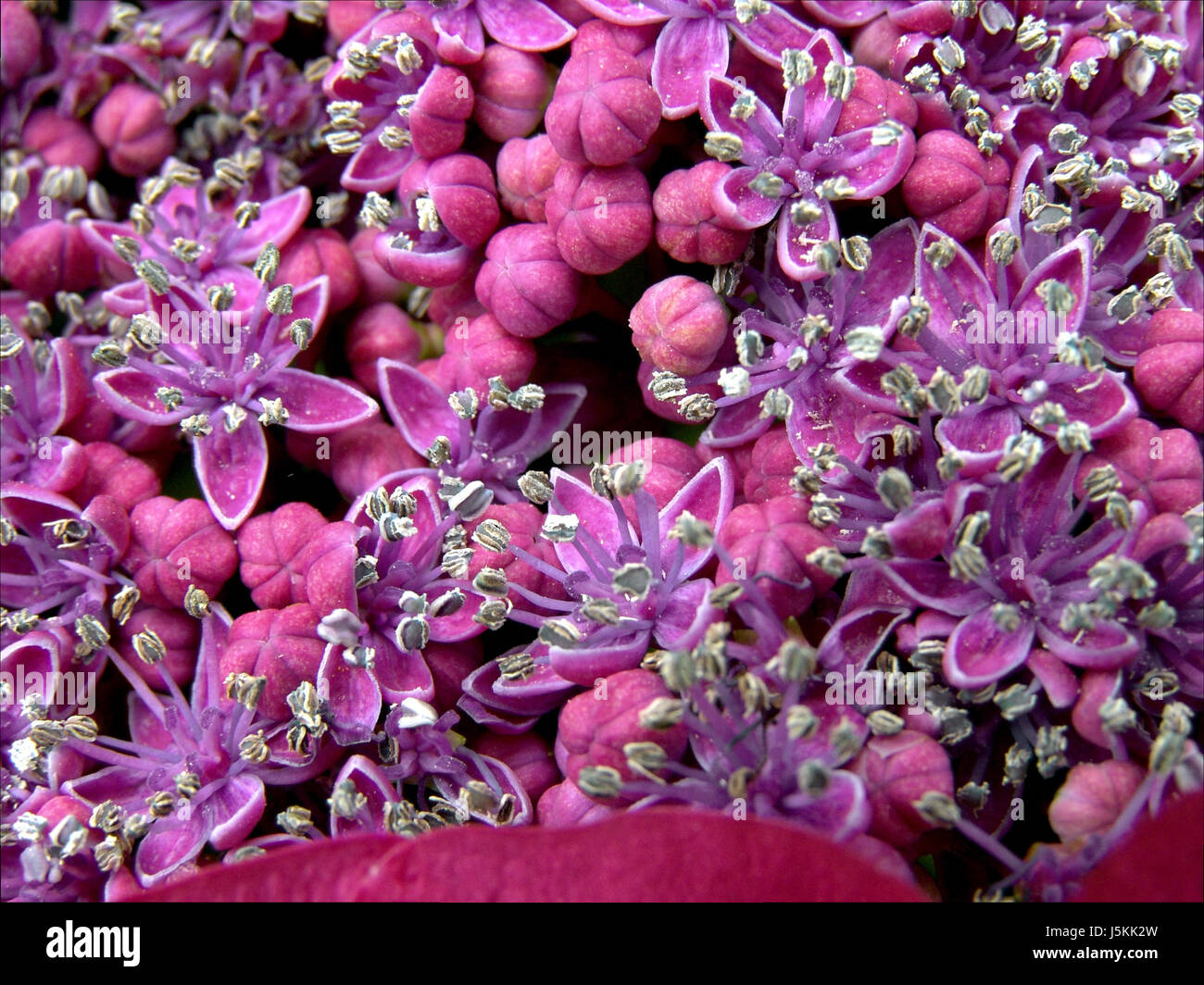 Hydrangea bloom star hi-res stock photography and images - Alamy