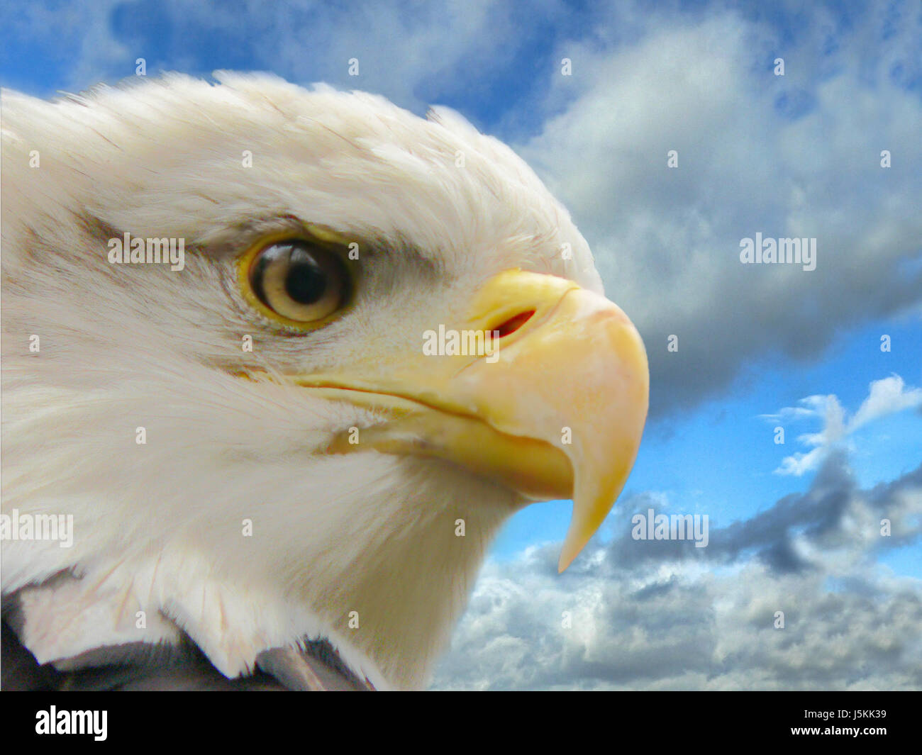 White eagle hi-res stock photography and images - Alamy