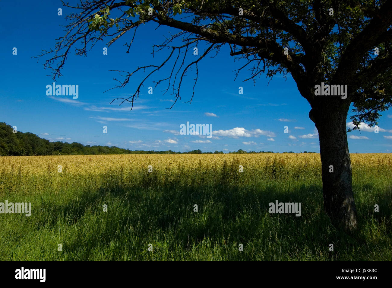 shadow at noon Stock Photo - Alamy