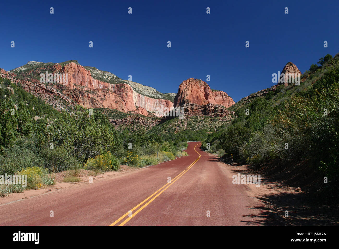 tree trees mountains plant usa rock america bushes thicket mountain ...
