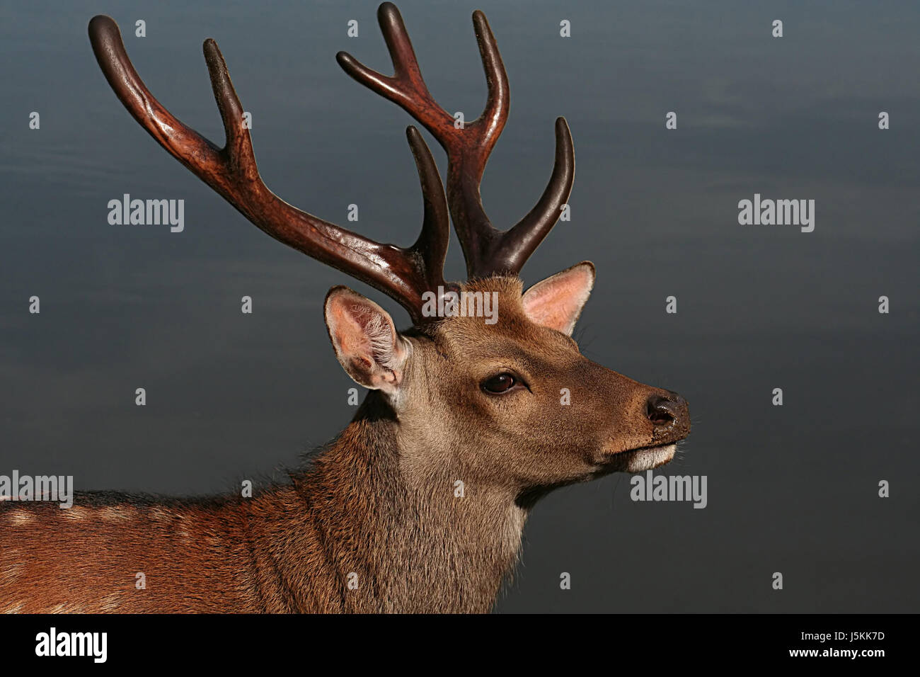 Platzhirsch hi-res stock photography and images - Alamy