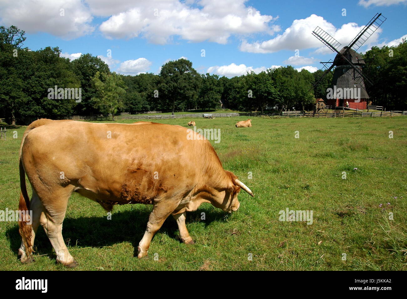 Bull gate hi-res stock photography and images - Alamy