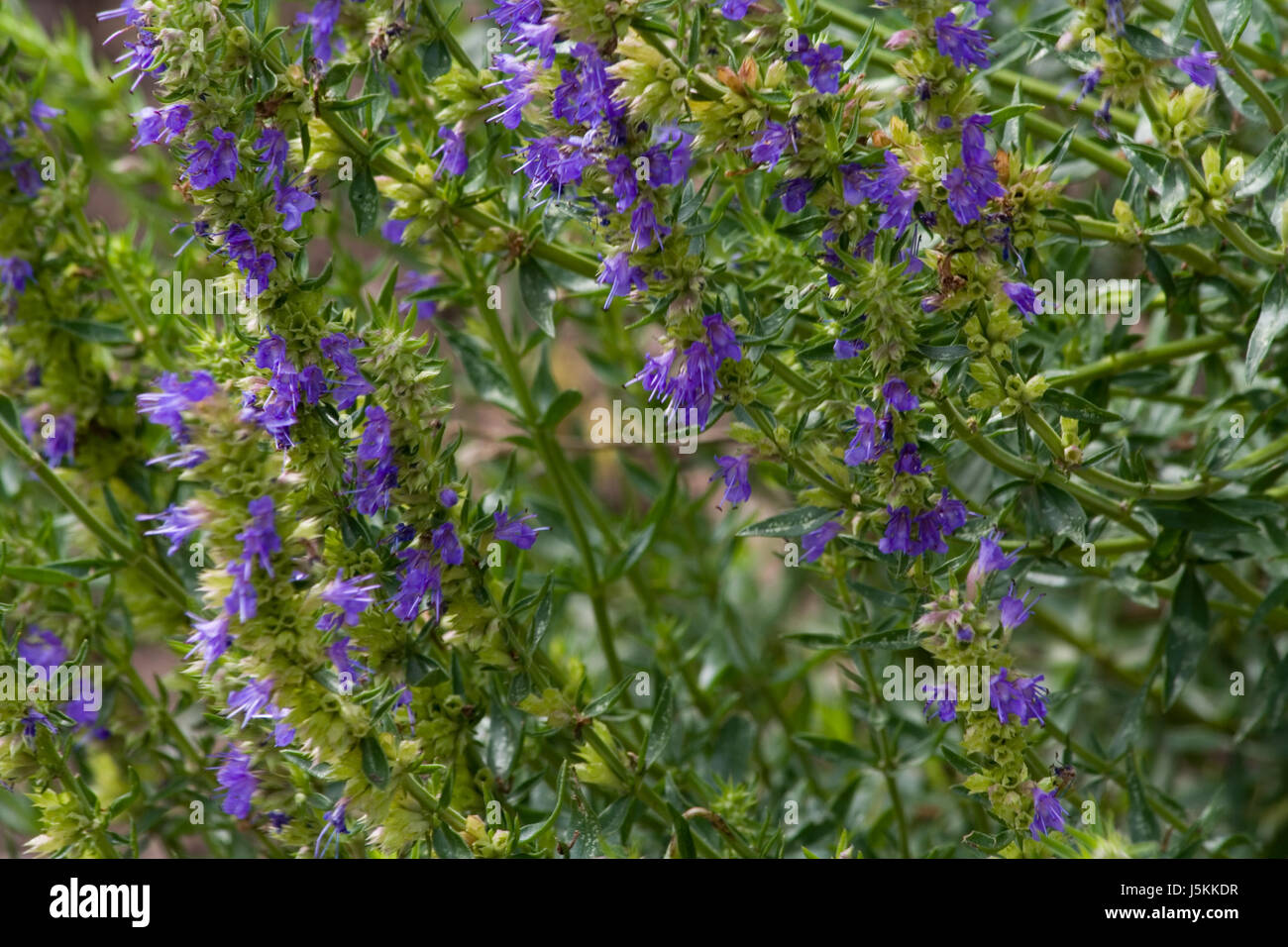 blue garden green gardens herb herbs plant nature ysop hyssopus ...