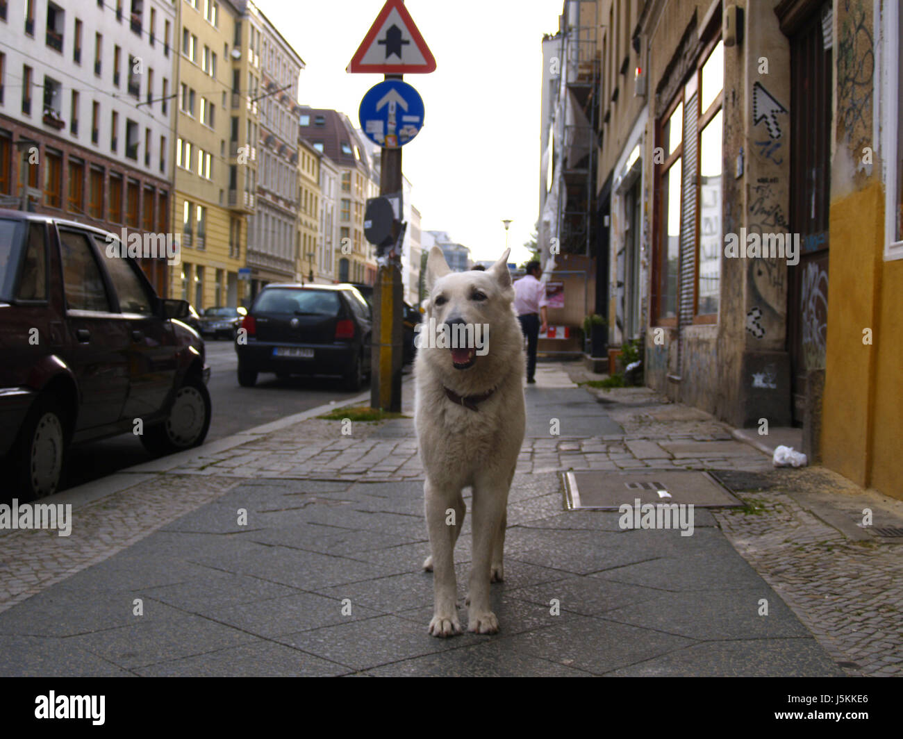 dog in berlin Stock Photo - Alamy