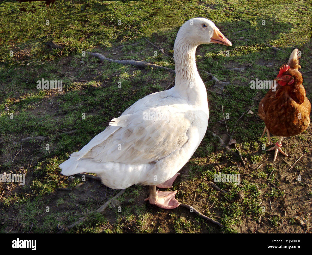 duck,poultry,plumage,farm,cackle,hen,chicken breeding,poultry farming ...