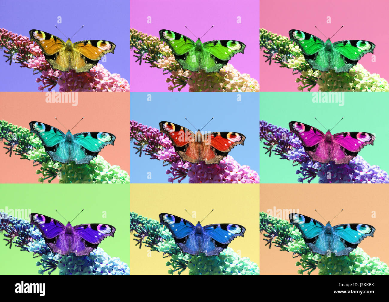 colour flight butterfly coloured colourful gorgeous multifarious richly ...