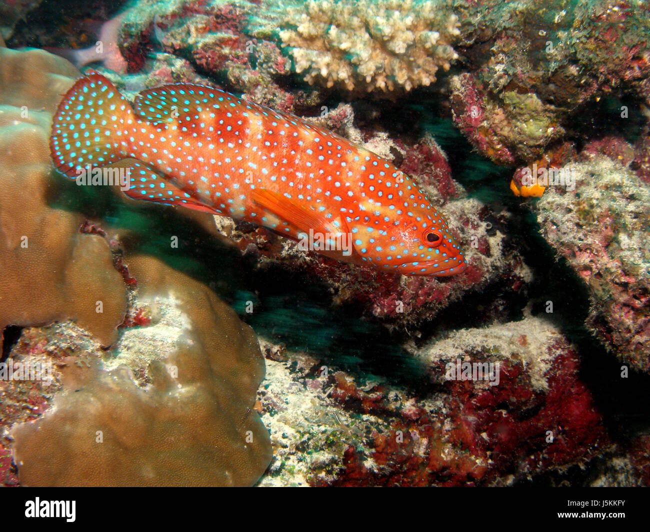 Harsh fish underwater fish pisces hi-res stock photography and images ...