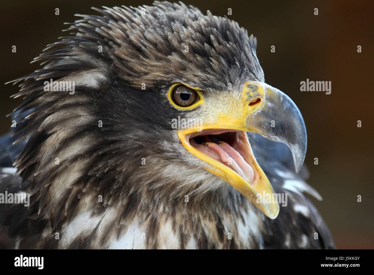 young bald eagle lady Stock Photo - Alamy