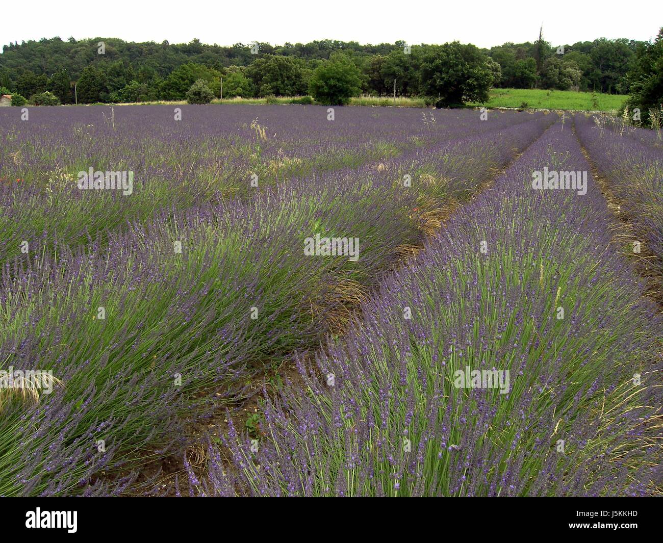 blue culture tree bloom blossom flourish flourishing field row france ...