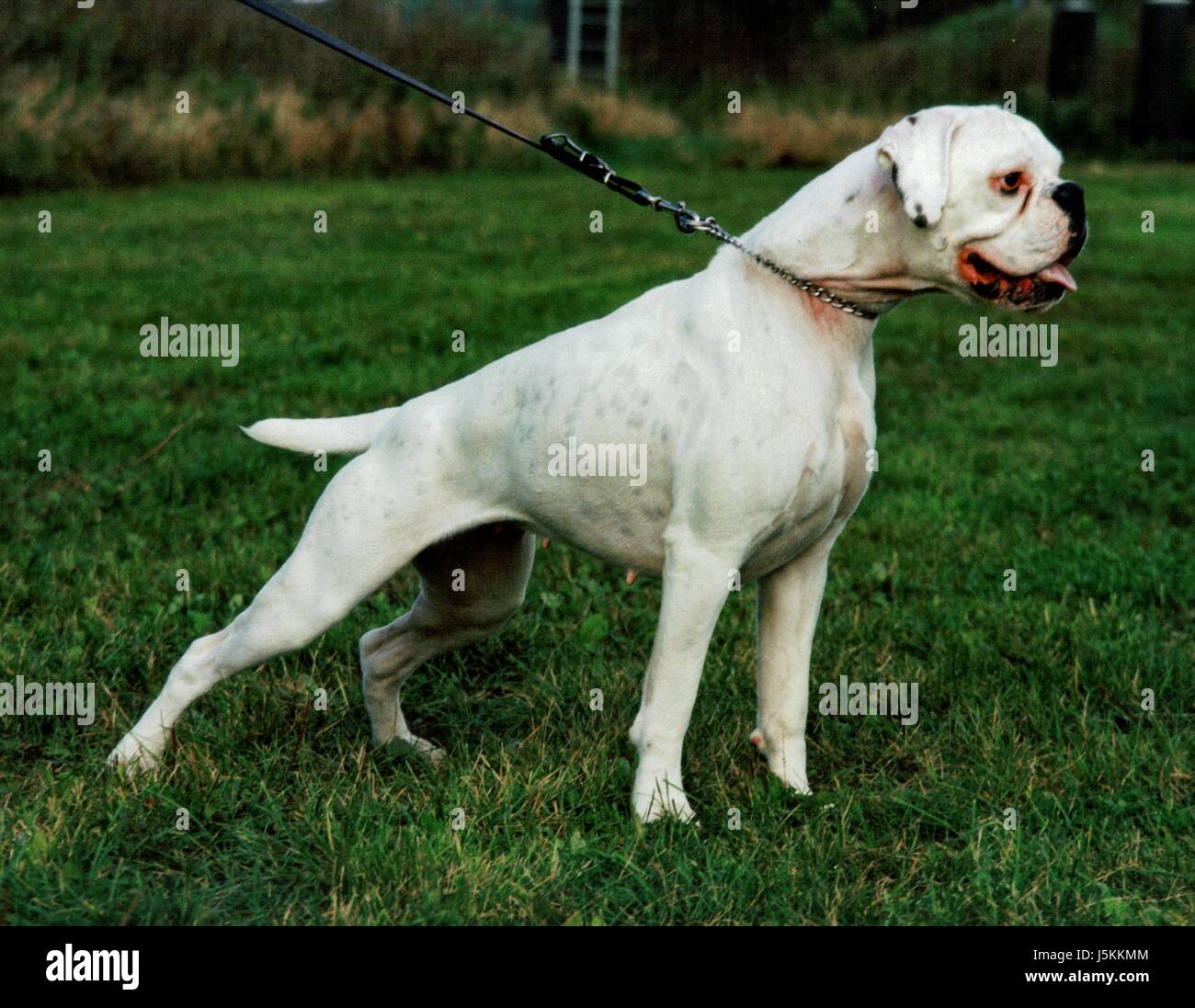 animal strain concentration voltage hold brakes attention necklace ...