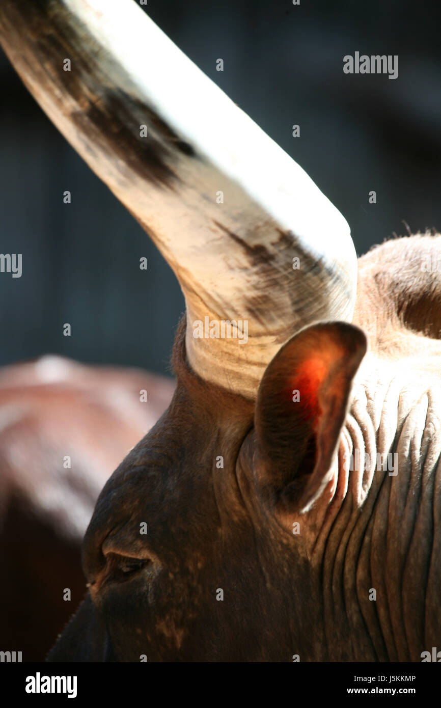 detail big large enormous extreme powerful imposing immense relevant ...