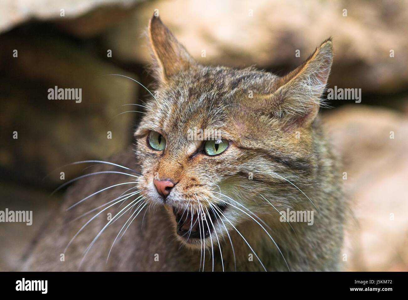 national park big cat feline predator predator wildcat to hiss felinely ...