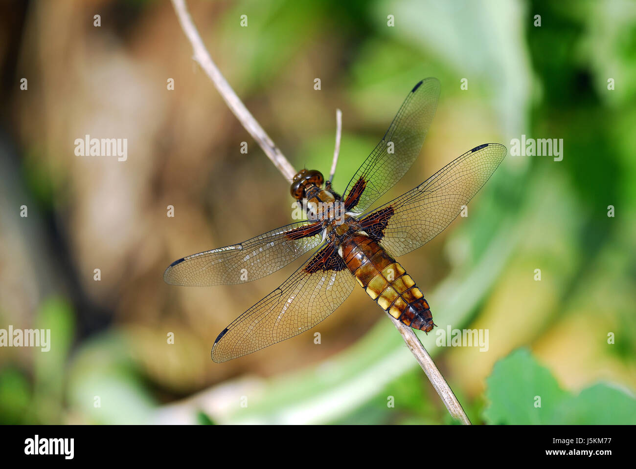 insect insects diagonal dragonfly dragonflies vierflecklibelle Stock ...