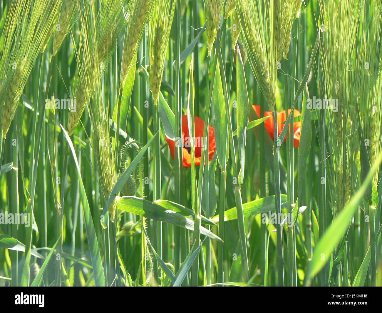 mohn im gerstenfeld Stock Photo - Alamy