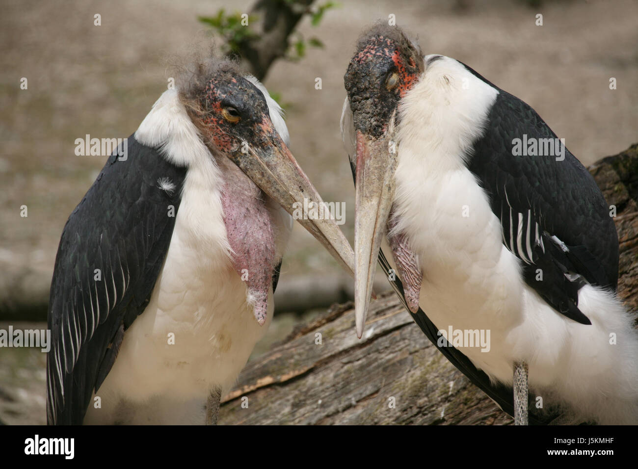 bird birds feathers beak scavenger exotic feathering striking beaks ...