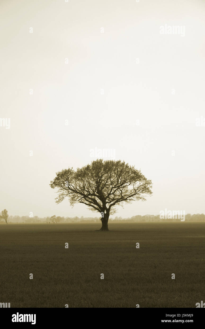 big large enormous extreme powerful imposing immense relevant tree ...