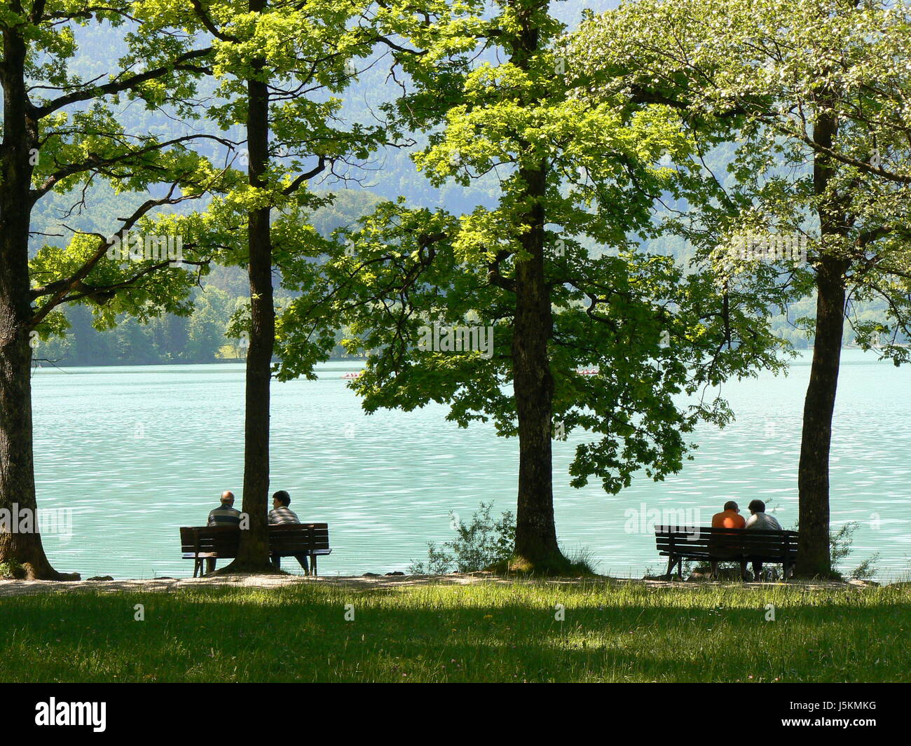 humans human beings people folk persons human human being tree trees ...