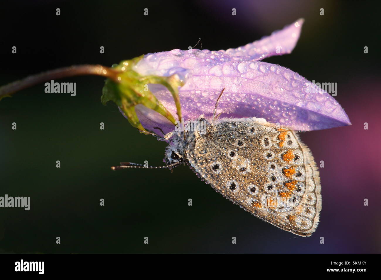 butterfly spring dew dewdrop tomorrow light bellflower fresh drop drip ...