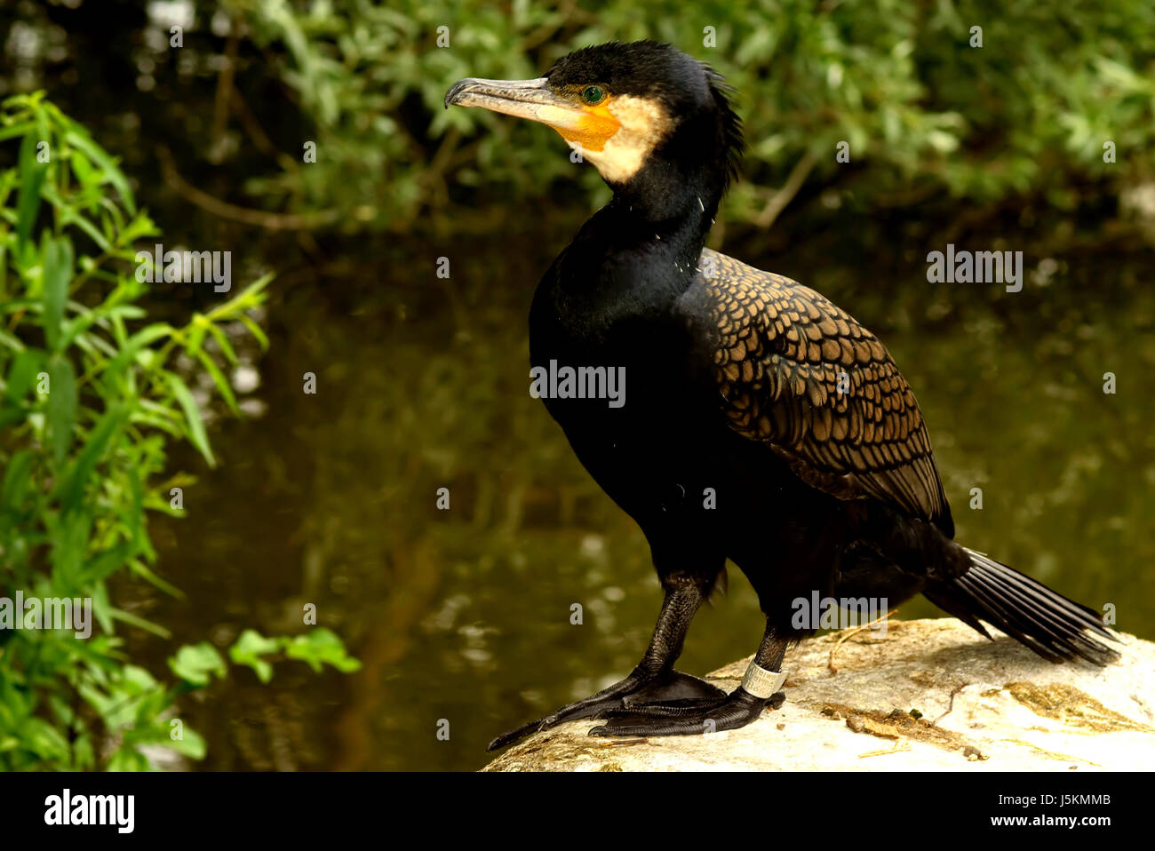 bird hunter portrait birds animal portrait eyes cormorant beak tele ...