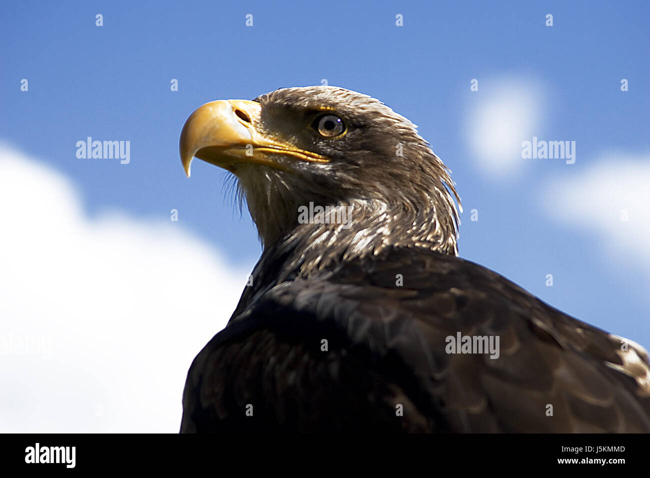 bird animals portrait birds look glancing see view looking peeking ...