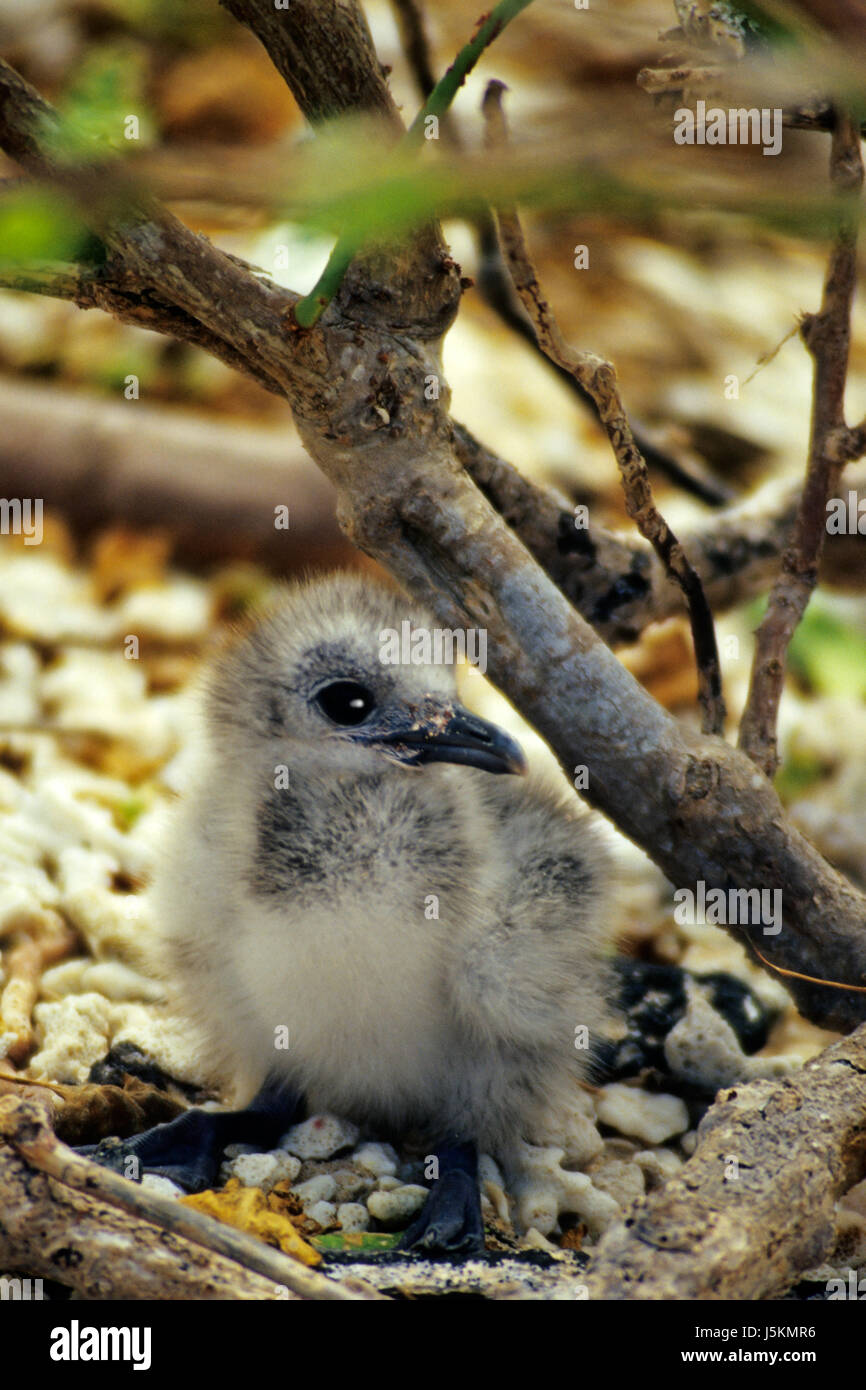 bird birds beak offspring islands plumage young animal tropical chick ...