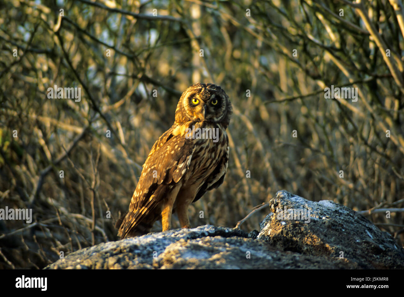 raptor birds of prey islands south america owl ecuador eagle-owl isle ...