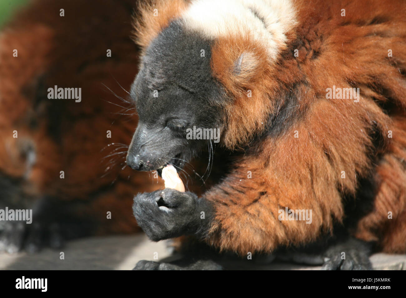 animal monkey blank european caucasian skin hairy rare zoom lemures ...